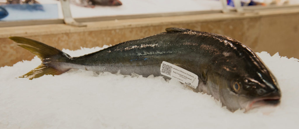 Baja Hiramasa – CHEFS ROLL