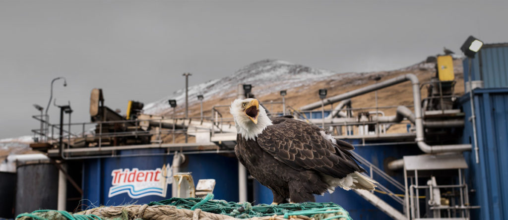 Trident Wild Alaska Contest Winners – CHEFS ROLL
