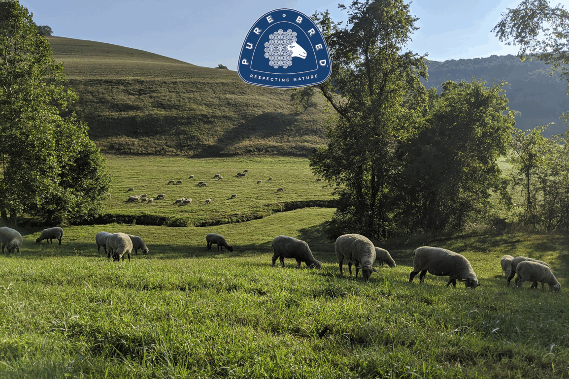 Pure Bred Lamb Sample Program – CHEFS ROLL